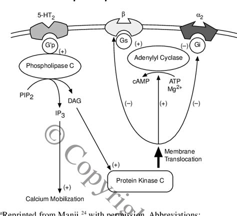 Figure 1 From History And Evolution Of The Monoamine Hypothesis Of Depression Semantic Scholar