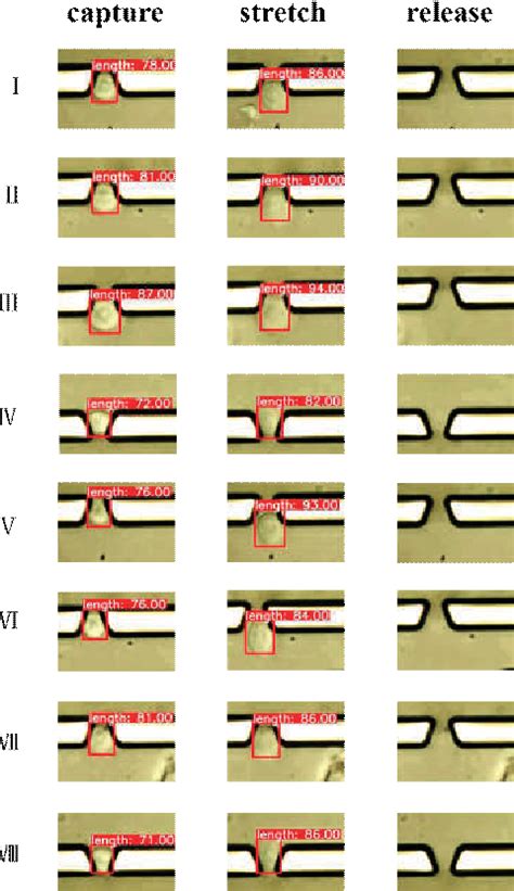 Figure 3 From An Automated Scheme For Dielectrophoretic Cell Stretching