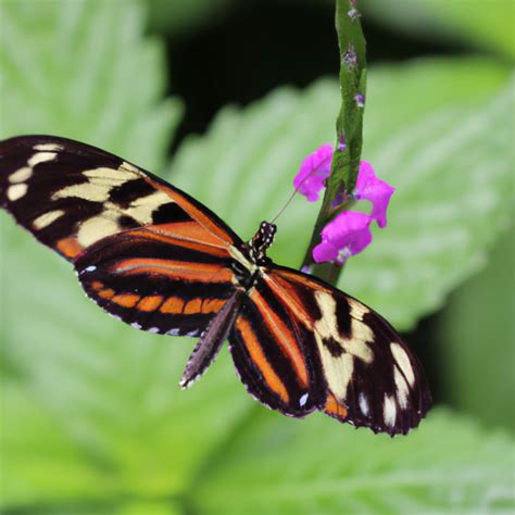 Setting Up Your Residential Proxy A Step By Step Guide 123proxy Blogs