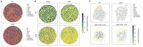 Dissecting Mammalian Spermatogenesis Using Spatial Transcriptomics Prelights