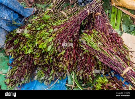 Khat Photo Gallery At Lynn Tyer Blog
