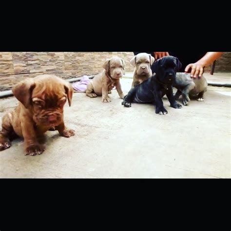Both Sex Neapolitan Mastiff Pups Available Pets Nigeria