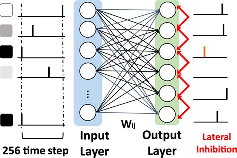 schematic illustration of a temporally encoded single layer network