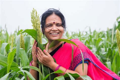 Growing Jowar (Sorghum) Organically in Maharashtra: Step-By-Step ...