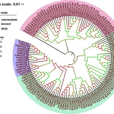 Pdf Genome Wide Identification And Expression Profiling Analysis Of