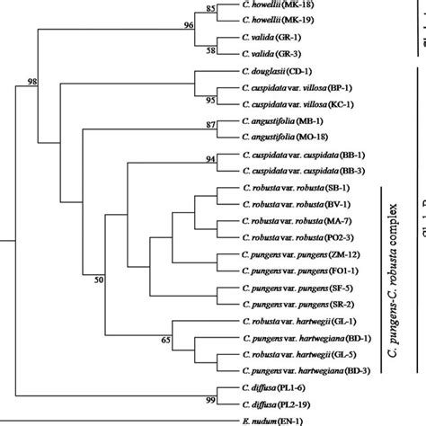 Maximum Parsimony Bootstrap Consensus Tree Of The Complete Download Scientific Diagram