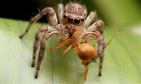 O Que Significa Sonhar Que Come Aranha
