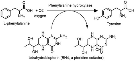 Phenylalanine Hydroxylase