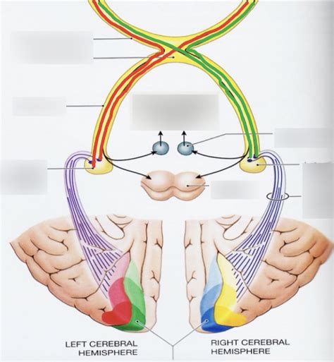 Visual Pathway Diagram Quizlet