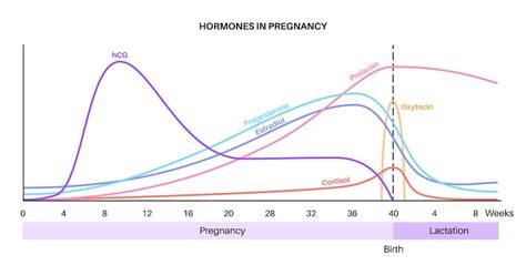 Premium Vector Levels Of Hormones In Pregnancy Hcg Prolactin Cortisol