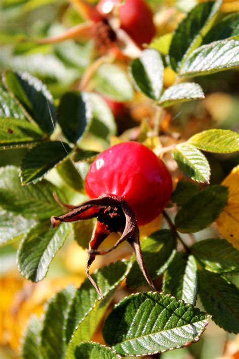 Шиповник состав польза полезные и лечебные свойства противопоказания Фотографии шиповника