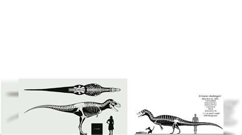 Albertosaurus And Irritator Size Comparison Youtube