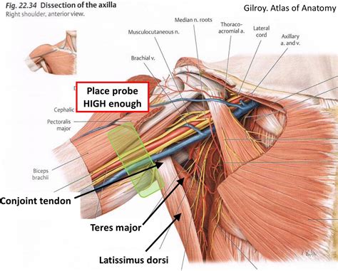 Conjoint Tendon Shoulder Anatomy Anatomy Of The Coracobrachialis And