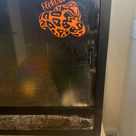 Ball Python Custom Name Decal Pied Ball Python Etsy