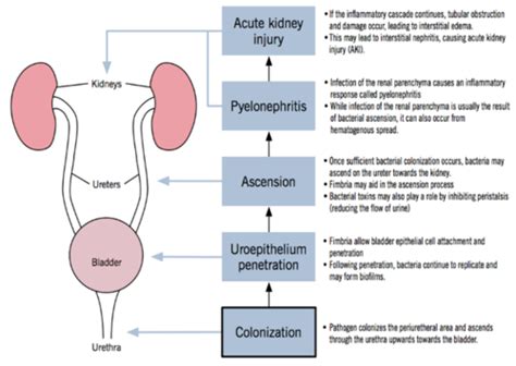 Unit 7 Urinary Elimination Flashcards Quizlet