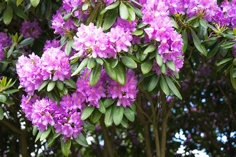 꽃이 만발한 분홍색과 라일락 진달래의 관목 자연과 도시에서 꽃 식물 0명에 대한 스톡 사진 및 기타 이미지 0명 개화기 관목 Istock