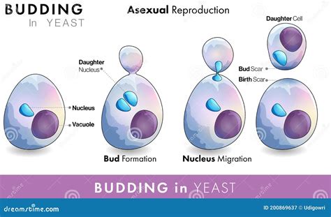 Budding Asexual Reproduction Of Yeast Cell Cartoon Vector