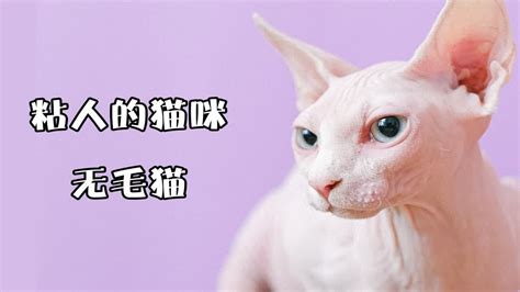 请尽情吩咐小猫主银 YouTube