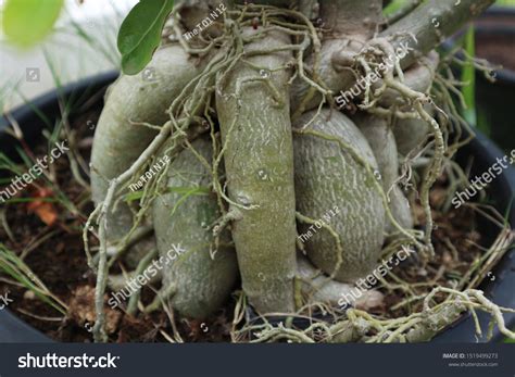 Azalea Root Tree Roots Adenium Obesum Stock Photo Shutterstock