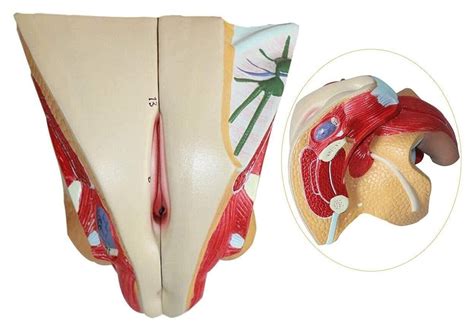 Buy Organ Model Realistic Female Human Organ Model Reproductive System