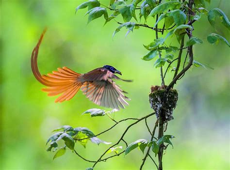 鸟类图库与资讯 国际旅游摄影网 专业旅游摄影创作采风团，去旅行，去摄影，就找 国际旅游摄影网，您身边出行的好帮手！