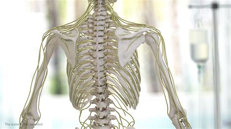 남성 골격 및 신경계 3d 모델 149 3ds Blend C4d Fbx Ma Obj Max Free3d