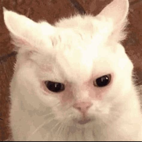 Grumpy Cat Tired Meme Grumpy Cats S Find And Share On Giphy