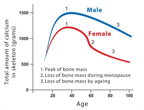Bone Density Chart By Age Minga
