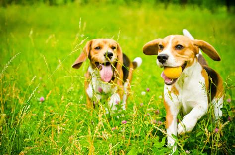 两只小猎犬图片 公园草地上的两只小猎犬素材 高清图片 摄影照片 寻图免费打包下载