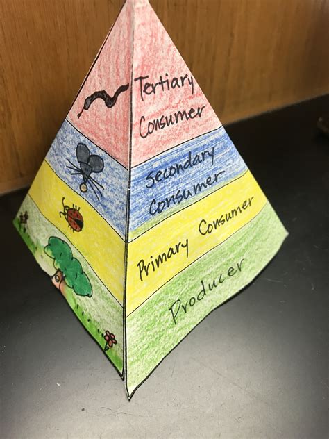 Ecological Pyramid Model Lesson Biomass Energy And Food Chains Artofit