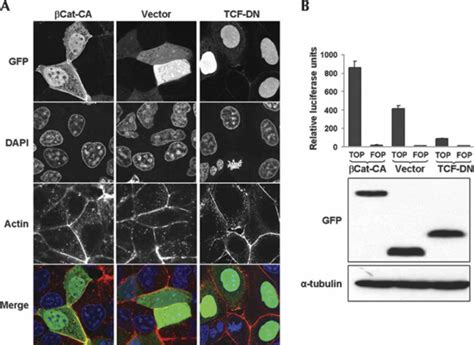 Characterization Of Gfp Tagged B Catenin And Tcf 4 Mutants And Their