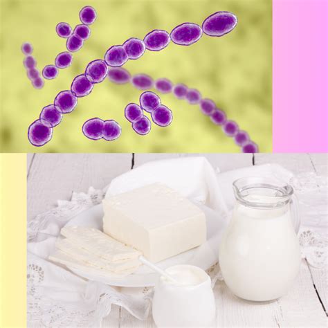 知られざる乳酸菌の真実！便秘ぎみの人は必見！ お得で役立つ生活情報あれこれブログ