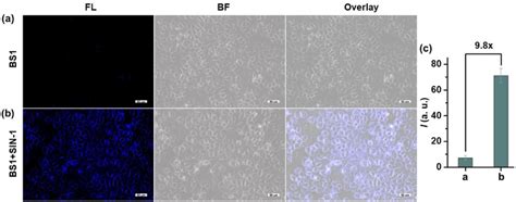 Confocal Fluorescence Imaging Of Exogenous Onoo⁻ Obtained By Bs1 In Download Scientific Diagram