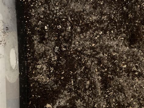 Mycelium Or Cobweb 1st Tub Ever R Shrooms