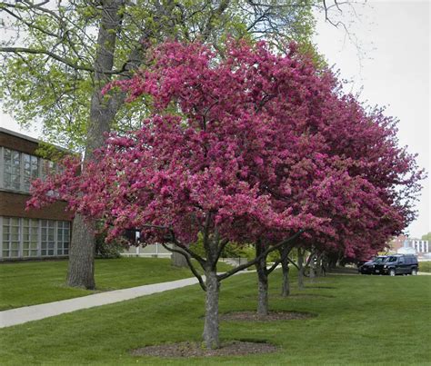Buy Malus Profusion Plants Free Shipping Over 150
