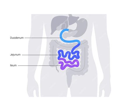 Premium Vector Small Intestine Anatomical Poster Duodenum Jejunum And