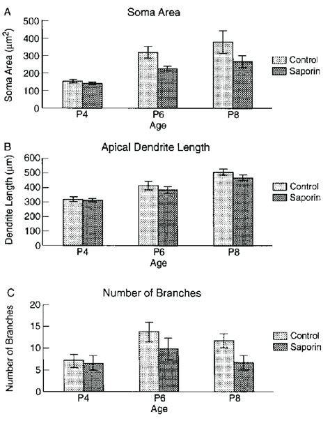 Morphological Characteristics Of Retrogradely Labeled Layer V Pyramidal