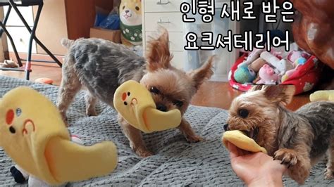 인형 새로 선물받은 요크셔테리어랑 놀기 Feat 다이소인형 L 요키 Yorkshireterrier Yorkie 강아지 강아지일상 다이소 Youtube