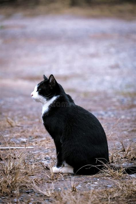 Cute Black Cat Stock Image Image Of Black Cute Looking