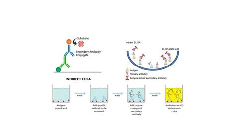 Seminar Lab Dx Syphilis Revisedpptx Lab Diagnosis Of Syphilislab