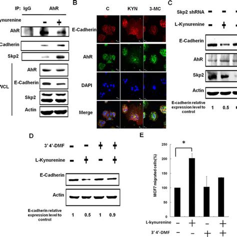 Kynurenine Induced E Cadherin Ubiquitination And Degradation And Download Scientific Diagram