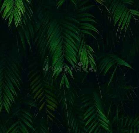 Morning Time Tree Stock Image Image Of Human Grass 221011757