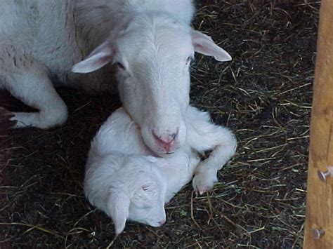 Katahdin And Barbados Hair Sheep
