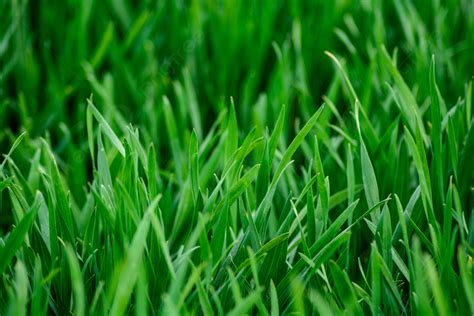 지도가 있는 농업 주간 부추 밭 성장 사진 지도 배경 식물 야채 찬 접시 배경 일러스트 및 사진 무료 다운로드 Pngtree