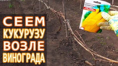 Зачем Кукуруза возле Винограда. Сеем семена Кукурузы Бондюэль в ...