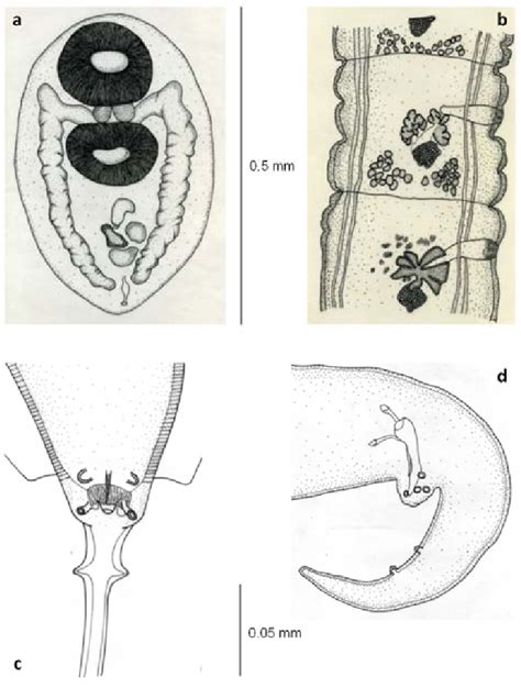 Parasites Found In Podarcis Lizards A Brachylaima Sp Metacercariae Download Scientific
