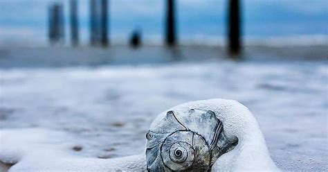 Seashell Album On Imgur