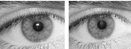 Illustration Of Reflection Removal A Original Download Scientific Diagram