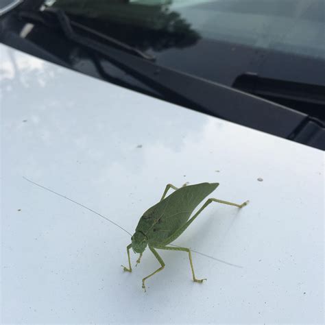 Gigantic Grasshopper Looking Bug Northern California Rwhatsthisbug