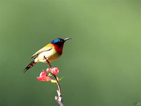 太阳鸟 360百科